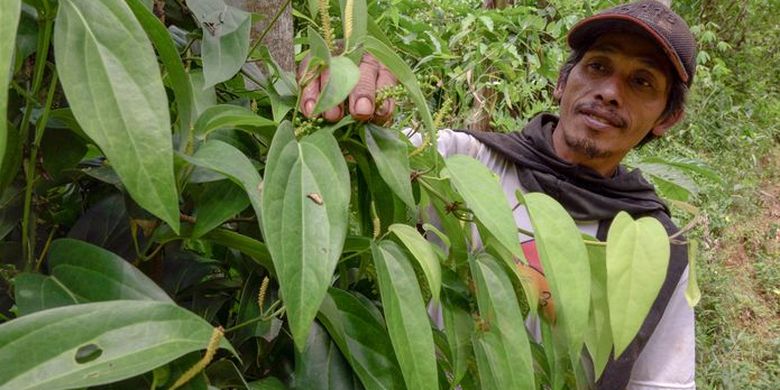 Berita Harian Lada Jawa Terbaru Hari Ini - Kompas.com