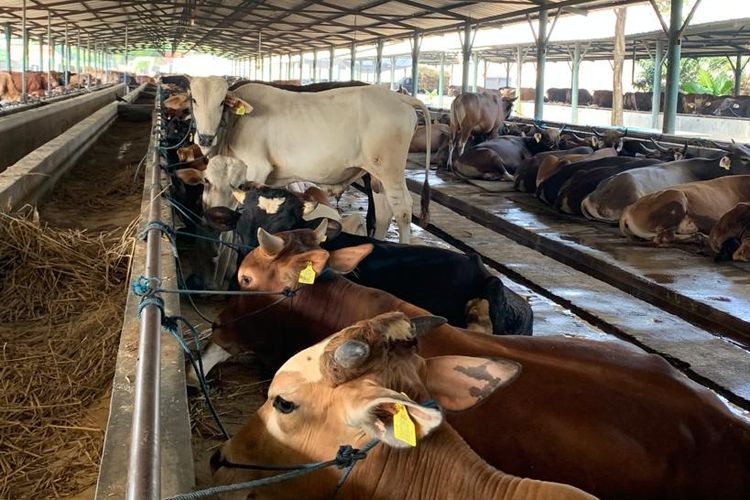 Foto : Harga Sapi Kurban Idul Adha 2025