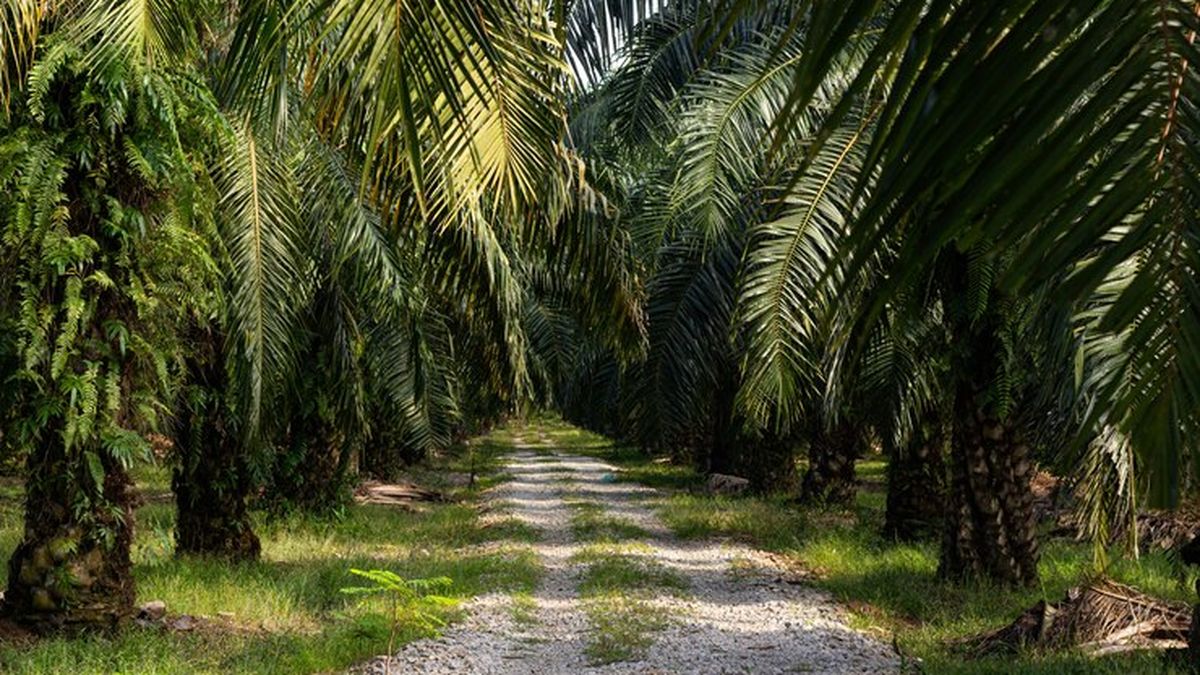 Siasat Semantik di Balik Definisi Sawit