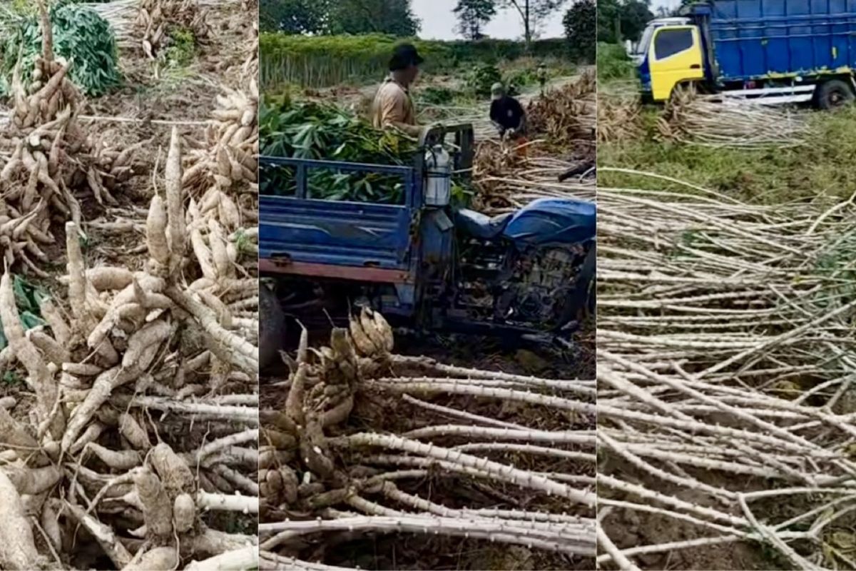 Panen tapi Pabrik Tapioka Tutup, Petani Lampung: Singkong Mau Dibawa ke Mana?