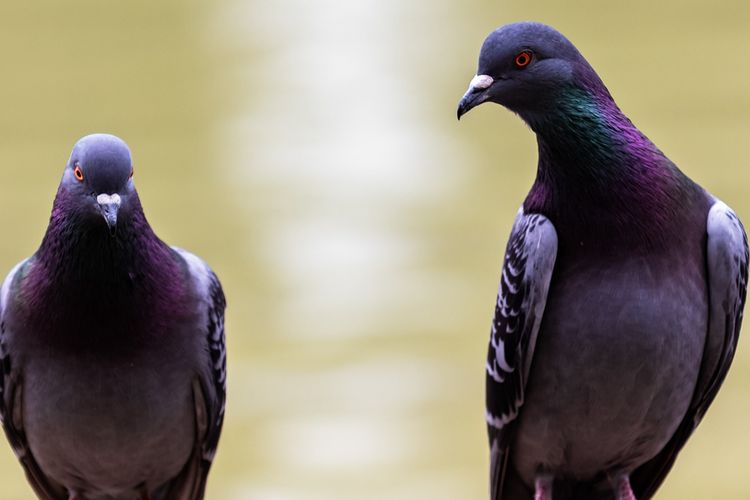 8 Fakta Menarik Burung Merpati, Veteran Perang dan Bisa Deteksi Kanker
