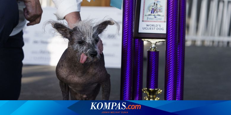 Anjing Botak dengan Kaki ke Belakang Jadi Anjing Terjelek di Dunia 2023