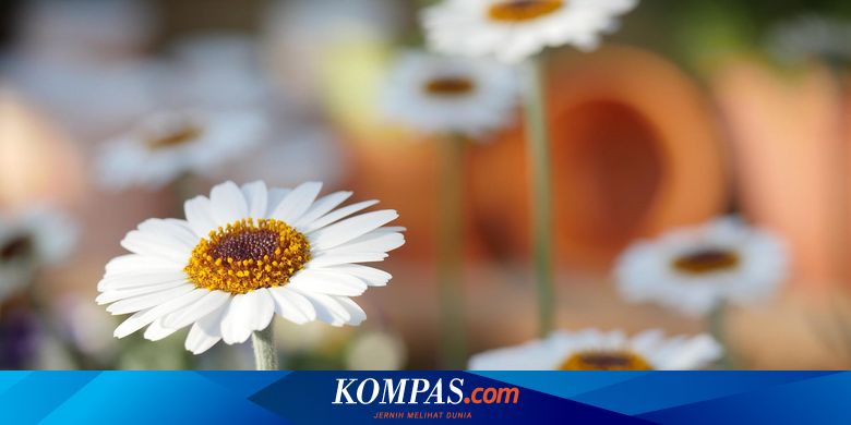 Berita Harian Apa-itu-birth-flower Terbaru Hari Ini - Kompas.com
