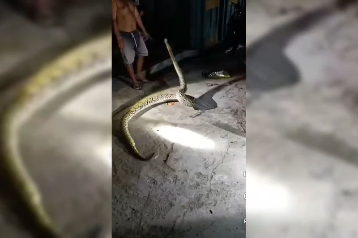 Masuk ke Permukiman Padat Penduduk, Ular Piton 4 Meter Hebohkan Warga Majene