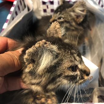 Cara Mengobati Scabies pada Kucing Menurut Dokter Hewan