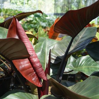 5 Tanaman Hias Berdaun Hitam yang Dapat Ciptakan Kesan Elegan di Rumah