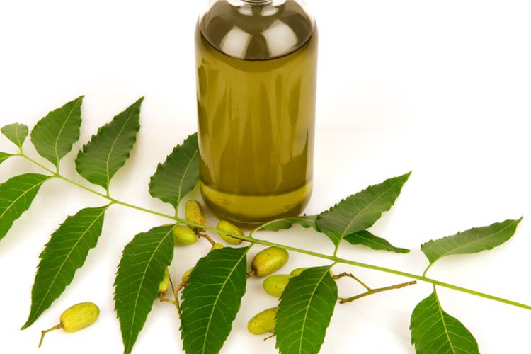 Manfaat dan Cara Mengaplikasikan Minyak Nimba pada Tanaman