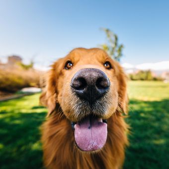 5 Fakta Menarik Kumis Anjing, Punya Cara Kerja seperti Antena