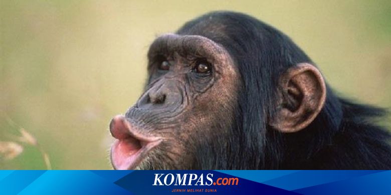 10 Gaya Simpanse Paling Mirip Manusia