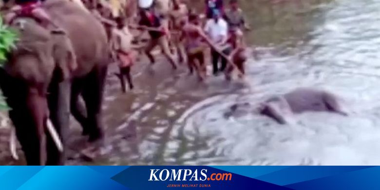 Gajah Hamil di India Mati akibat Makan Nanas yang Diisi Petasan