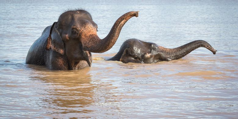 Berita Harian Belalai-gajah Terbaru Hari Ini - Kompas.com