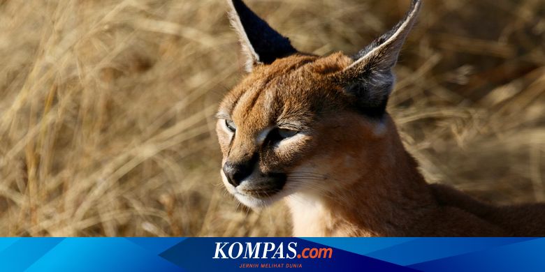 Mengenal Kucing Caracal, Kucing Cantik yang Pandai Berburu