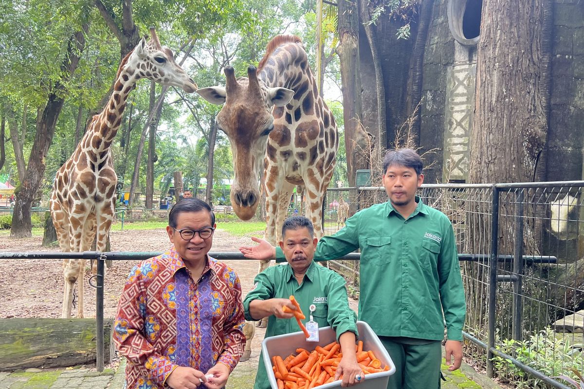 Wacana Ragunan Dibuka hingga Malam Hari, Satwa Siang dan Malam Digilir