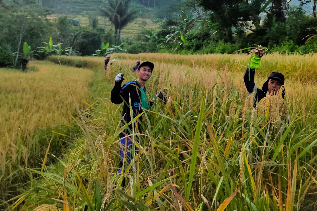 Potret Ketahanan Pangan Warga Citorek Lebak, Punya Stok Padi hingga 30 ...