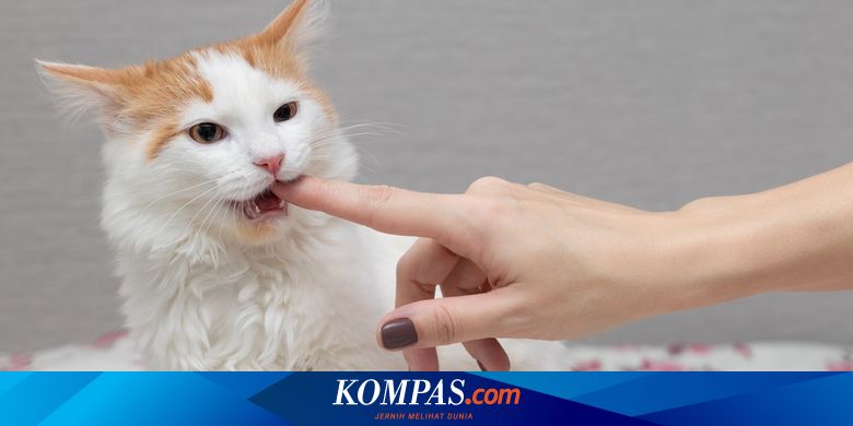 Ragam Penyebab Kucing Agresif Secara Tiba-tiba