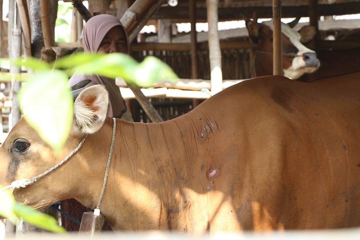 150 Sapi di Lombok Tengah Terjangkit PMK, Diisolasi dan Diobati