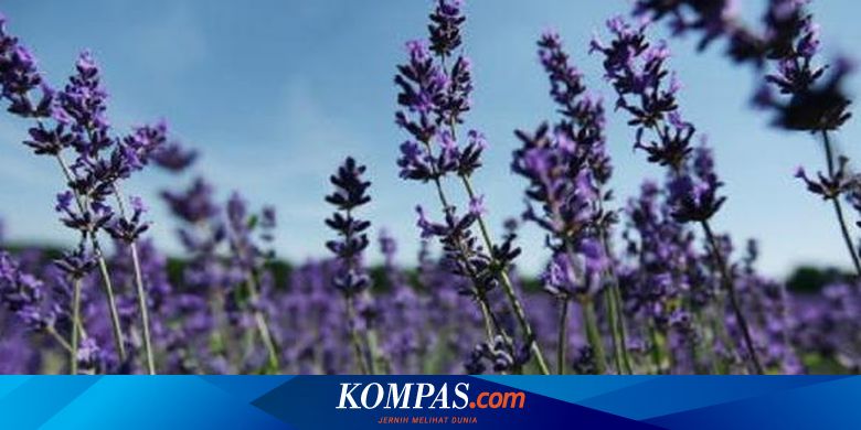 Harus Tahu, Berikut Manfaat Bunga Lavender untuk Kesehatan