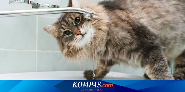 Alasan Kucing Peliharaan Anda Suka Minum Air dari Keran