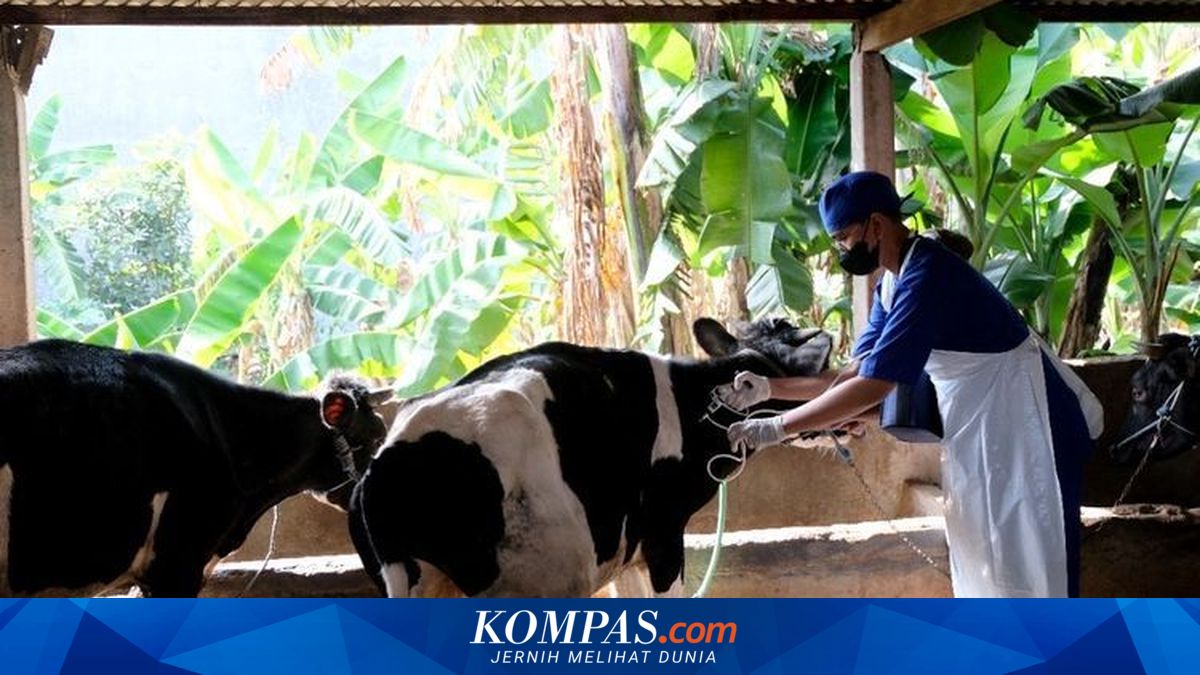 RPH Surabaya Targetkan Penjualan Sapi 5 Persen Dibandingkan Idul Adha ...
