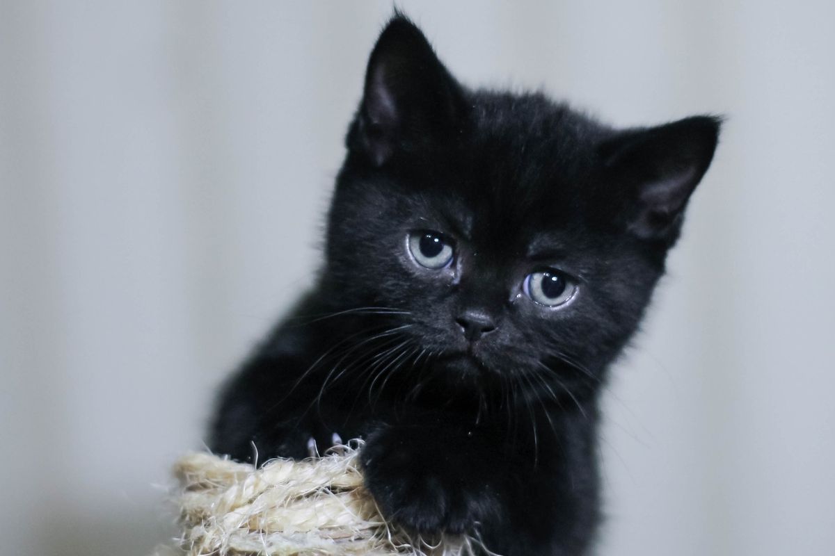 20 Ide Nama Unik untuk Kucing Hitam Jantan dan Betina