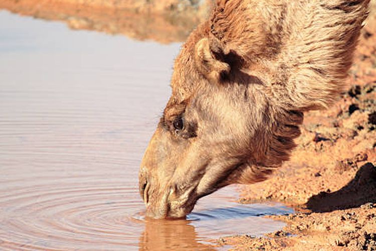 Benarkah Unta Menyimpan Air di Punuknya?