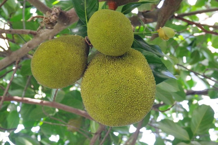 4 Cara Olah Sukun agar Empuk dan Getahnya Hilang
