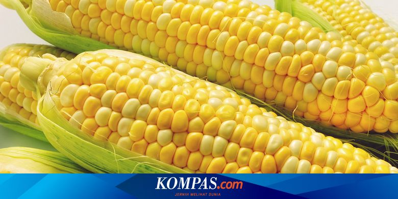 4 Jenis Jagung di Indonesia, Beda Karakteristik dan Pemanfaatan