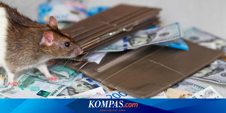 Saat Tikus Melahap Uang di Dalam ATM India, Rp 280 Juta Ludes