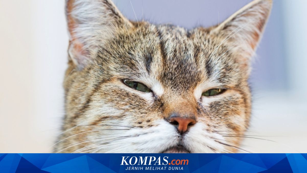 Mengapa Kucing Sering Terlihat Cuek dan Tidak Ramah?