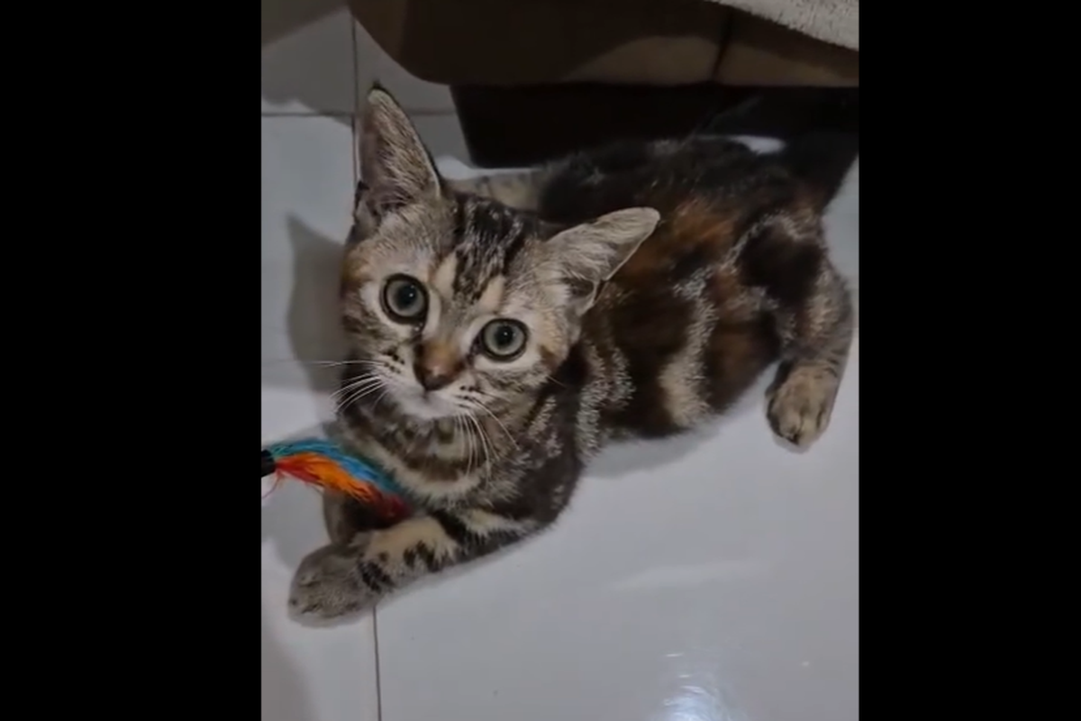 Sherina Sudah Temukan 9 dari 20 Ekor Kucing Uya Kuya