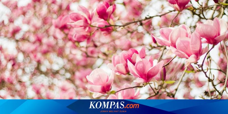 Mengenal Jenis Bunga Magnolia dan Cara Menanamnya