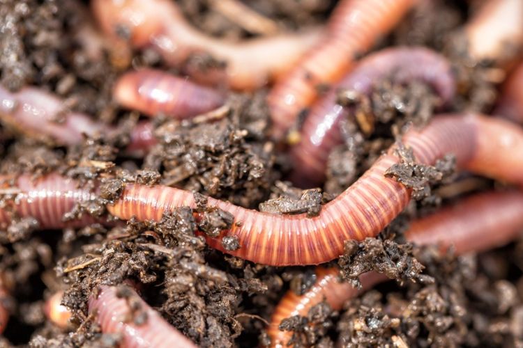 Jangan Dibasmi, Ini 4 Manfaat Cacing Tanah untuk Tanaman dan Kebun