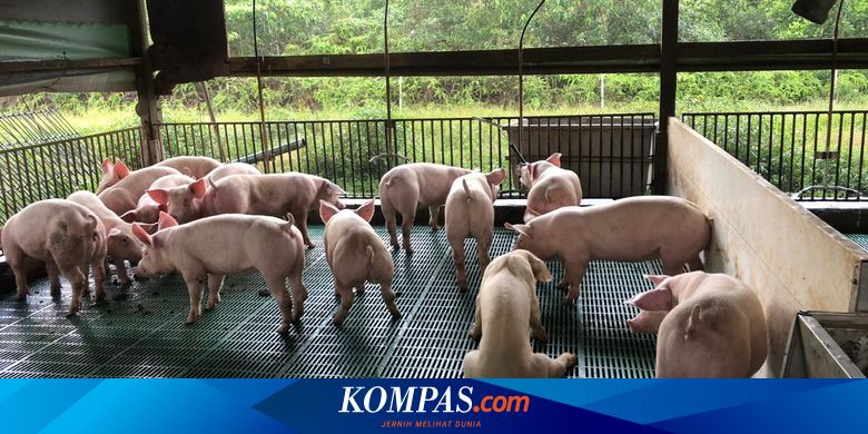 Soal Virus Demam Babi Afrika di Batam, Kementan Lakukan Isolasi Wilayah