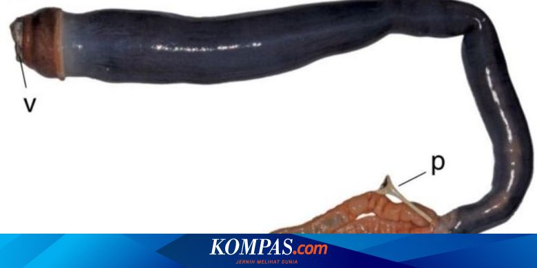 Cacing Raksasa yang Langka Ditemukan di Perairan Filipina
