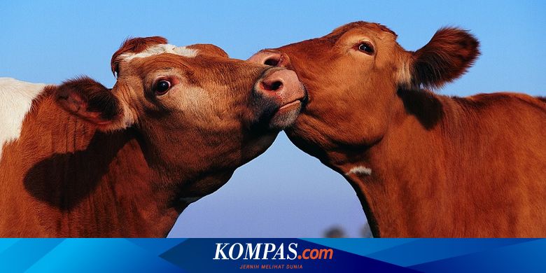Tidak Hanya Manusia, Sapi Pun Alami Puber Saat Tumbuh Dewasa