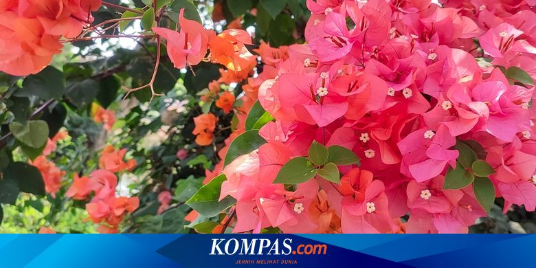 6 Cara Membuat Tanaman Bugenvil Berbunga Lebih Banyak