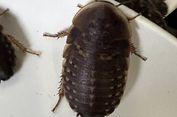 6 Bahan Alami untuk Mengusir Kecoa dari Rumah