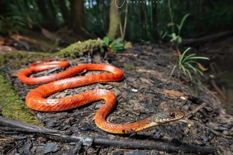 Ular Kucing Merah: Daya Tarik Ekowisata Malagufuk, Matanya Menyerupai ...