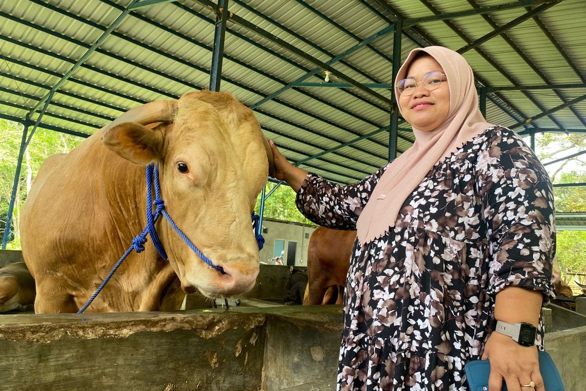 Byson, Sapi 1 Ton Asal Balikpapan Terpilih Jadi Hewan Kurban Presiden ...