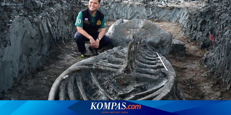 Kerangka Paus Purba Berusia 5.000 Tahun Ditemukan di Thailand