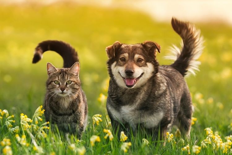 6 Cara Memperkenalkan Anjing pada Kucing Baru