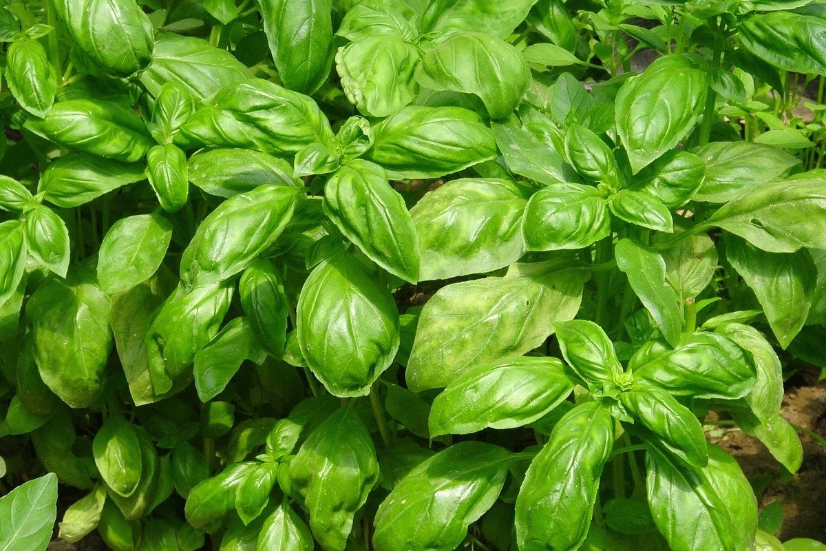 Apa itu Daun Basil, Bumbu Penting dalam Masakan Italia?