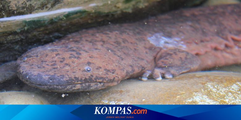 Salamander Raksasa China, Disebut Amfibi Terbesar di Dunia