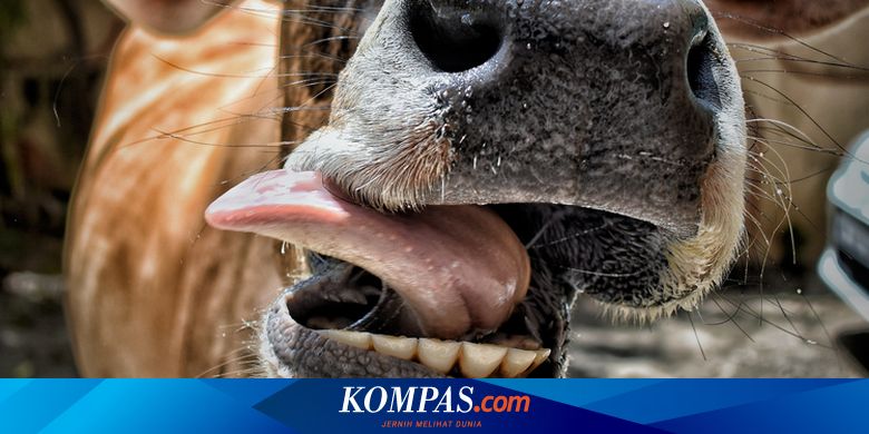 Fakta Unik dan Fungsi Gigi Sapi