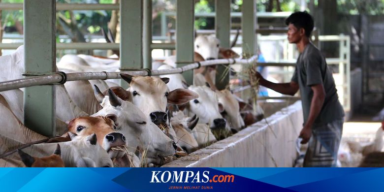 10 Daerah Penghasil Sapi Terbanyak di Indonesia