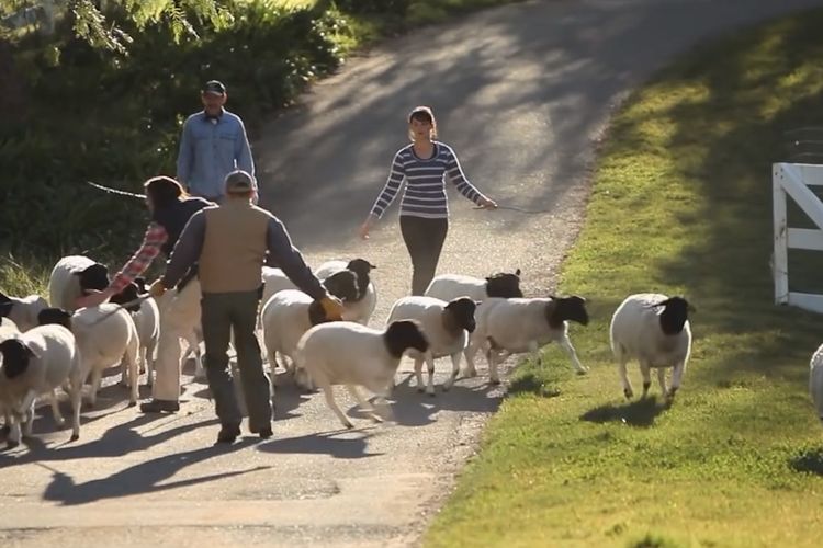 Dibujos De La Pel Cula Encanto Para Imprimir - Dibujos Cute Para Imprimir