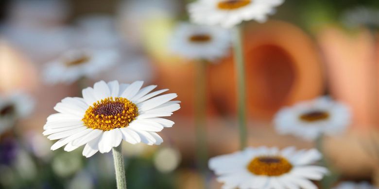 Flowers, Mengenal Bunga dalam Bahasa Inggris beserta Contoh Kalimatnya