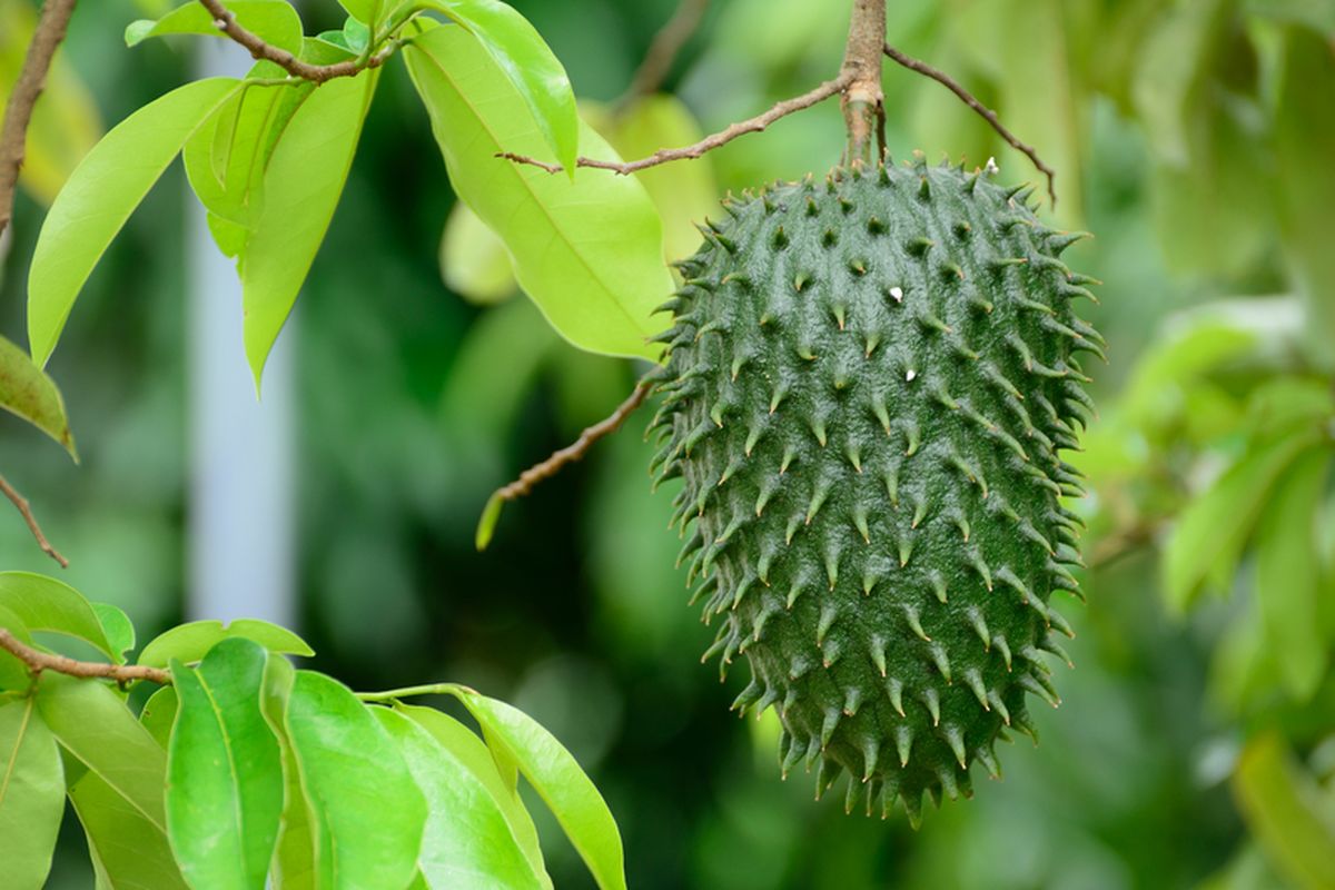 Makan Buah Sirsak Bisa Cegah Penyakit Apa? Berikut 6 Daftarnya