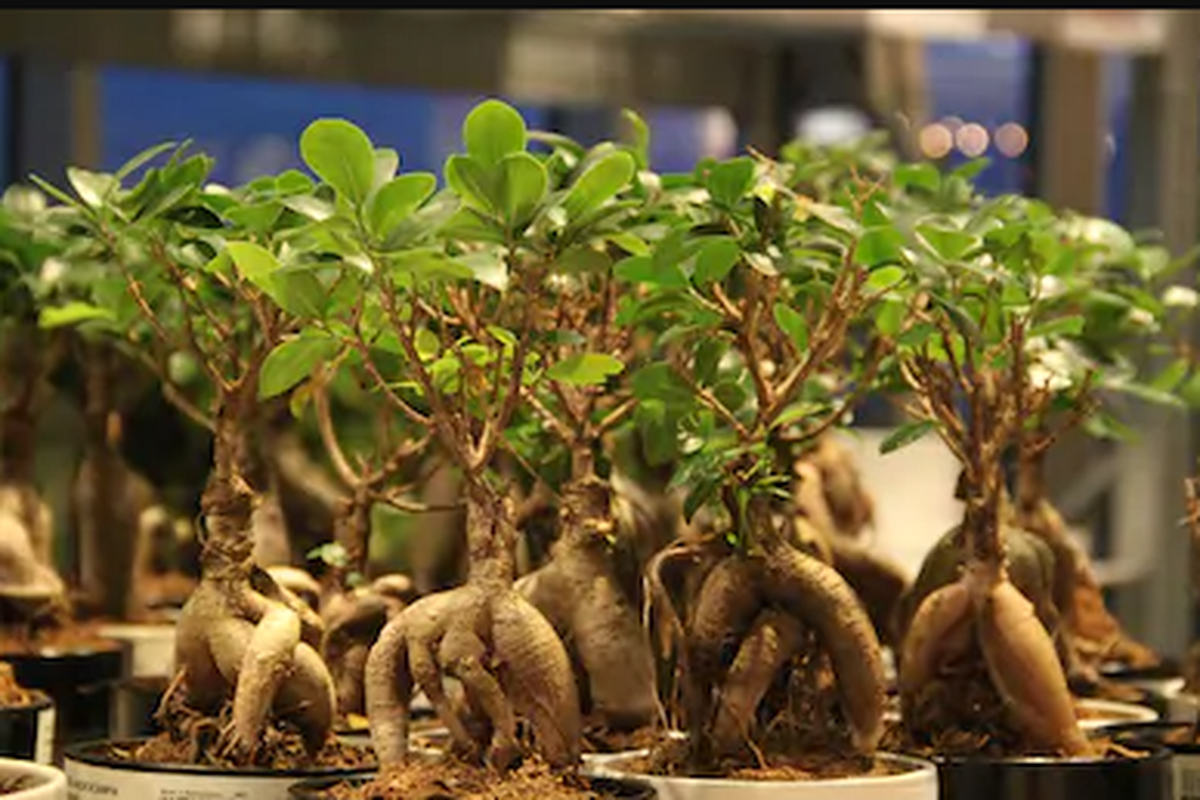Mengenal Apa Itu Mandrake, Tumbuhan dengan Akar Mirip Manusia