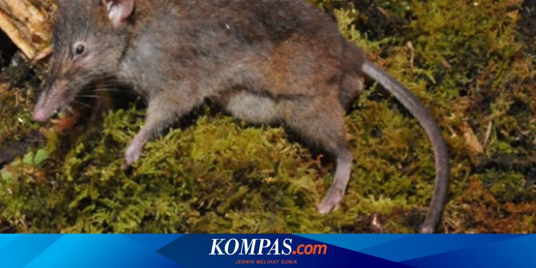 Tikus Ompong, Satwa Endemik Sulawesi Hanya 3 Ekor di Dunia Halaman all ...